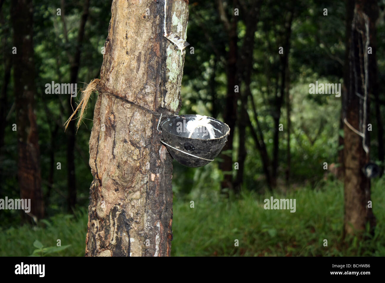 Rubber tree cup Stock Photo - Alamy