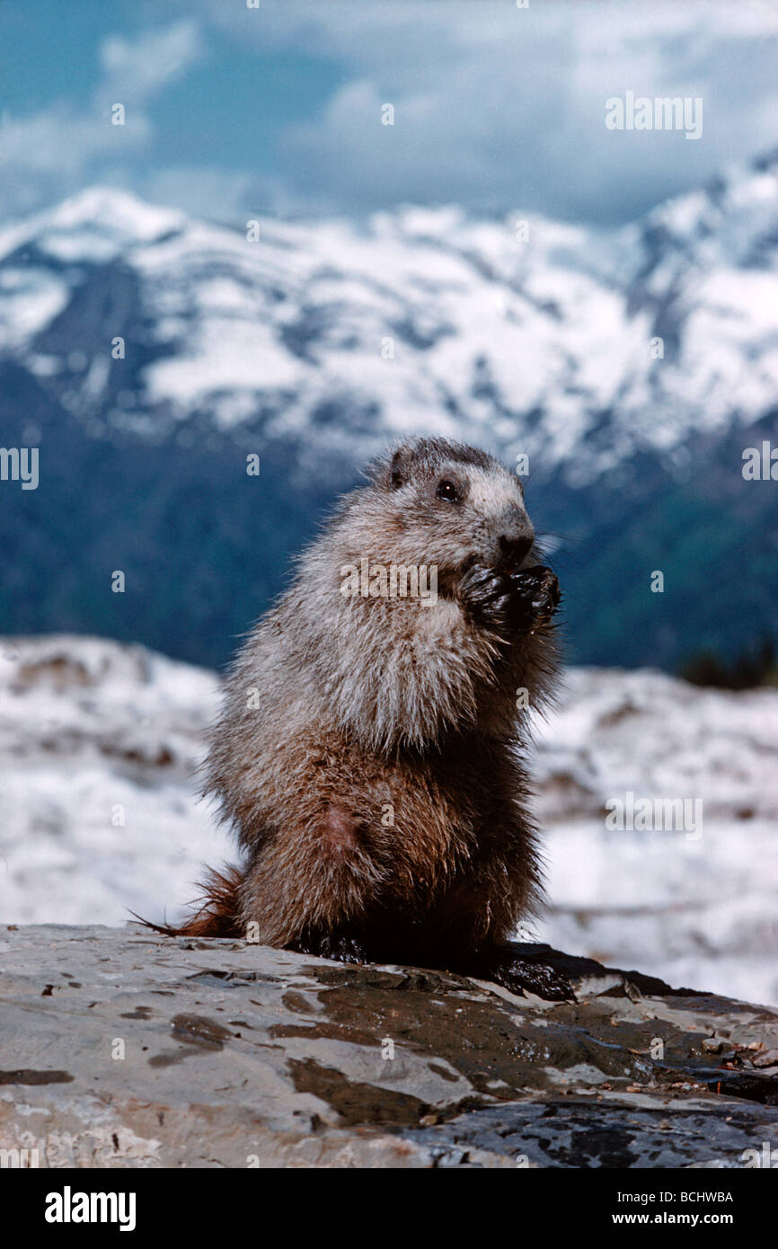 Hoary denali national park alaska hi-res stock photography and images ...