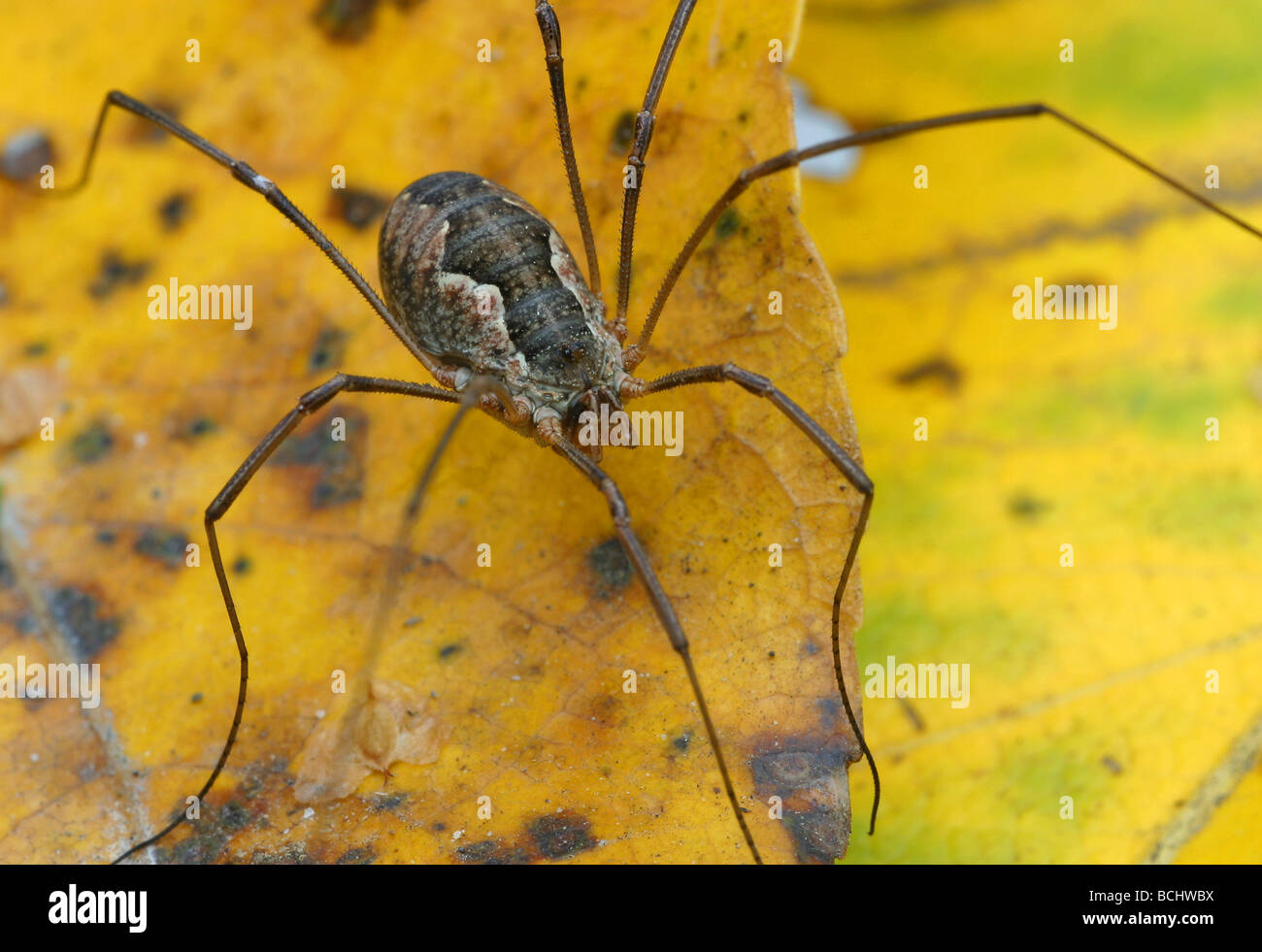 Daddy Long Legs Spider on Yellow Leaf Alaska Autumn/naka Cellar Spider ...