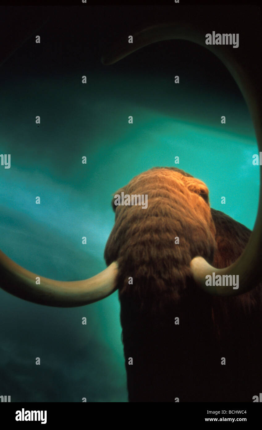 Mammoth tusk portrait hi-res stock photography and images - Alamy