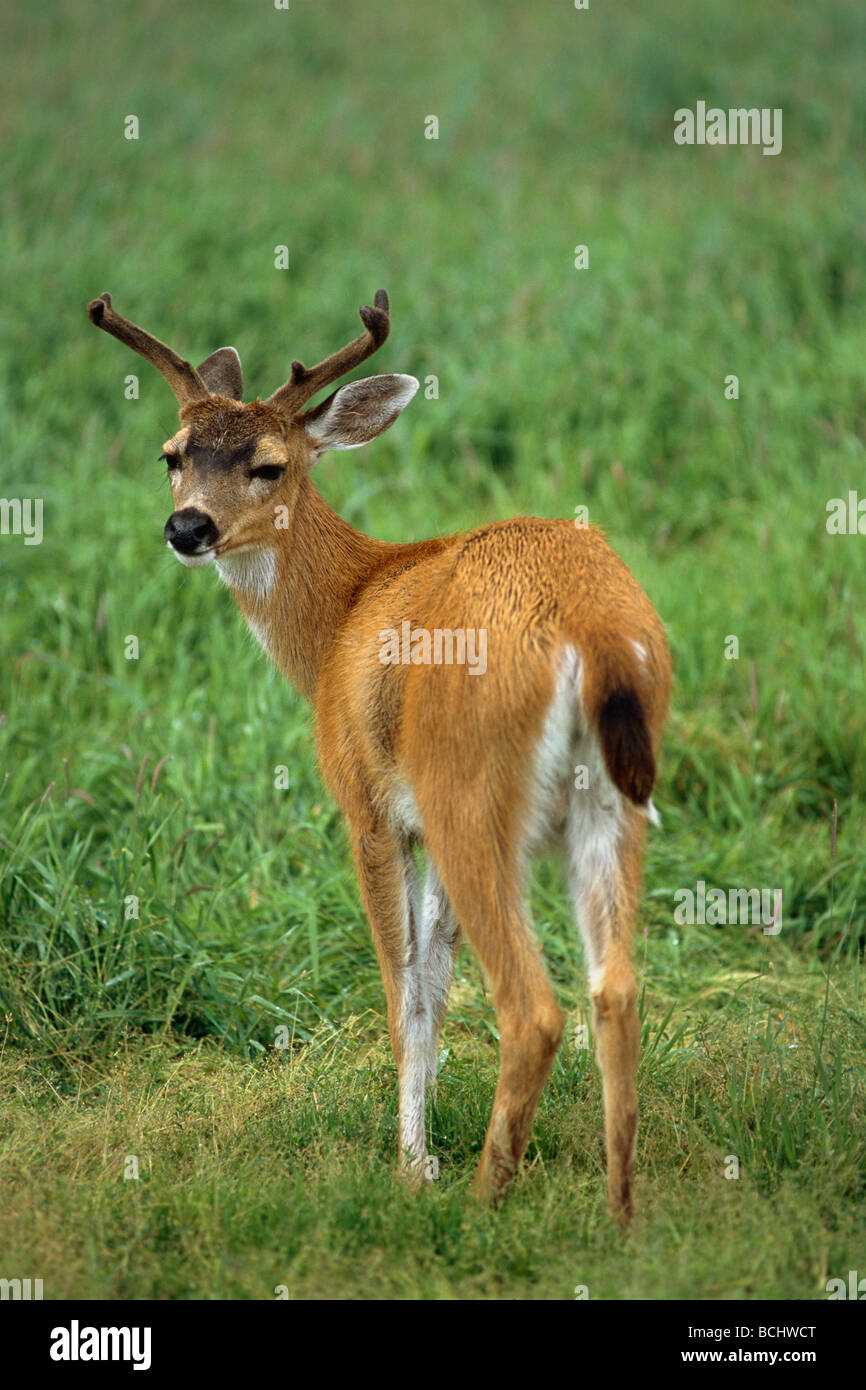 Sitka alaska deer hi-res stock photography and images - Alamy