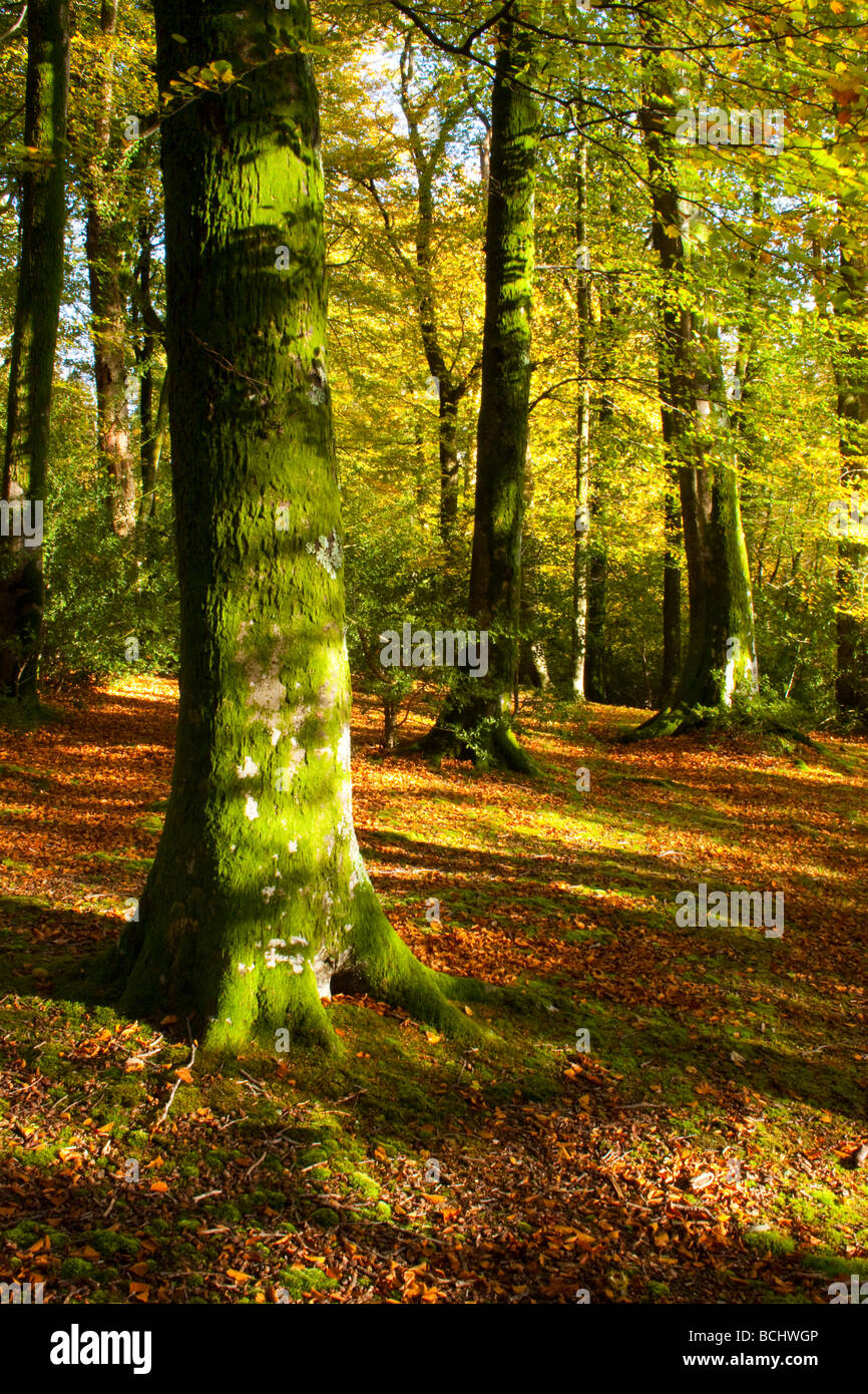 Bramshaw, new forest hi-res stock photography and images - Alamy