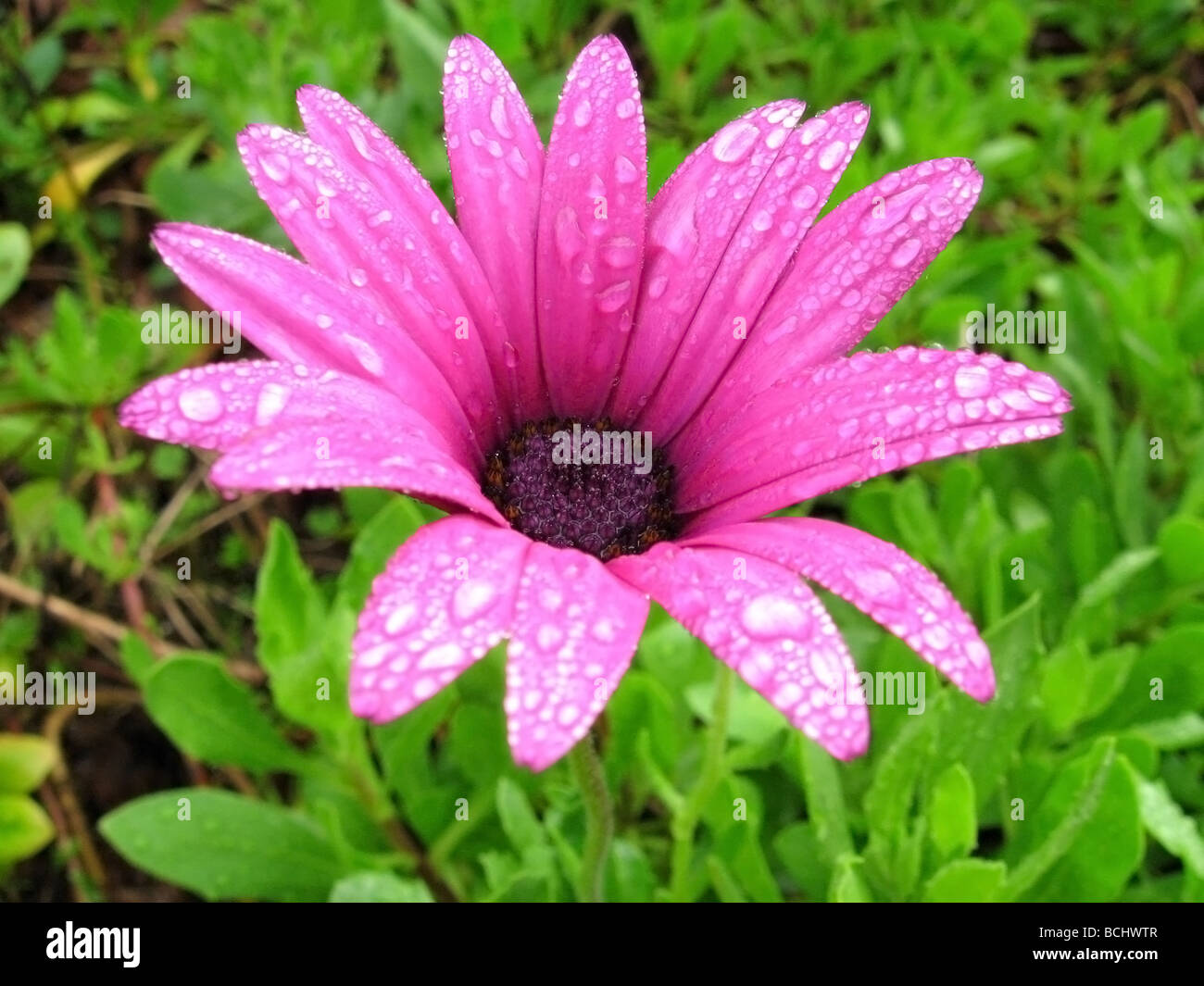 Environmental Pollution Flower High Resolution Stock Photography and ...