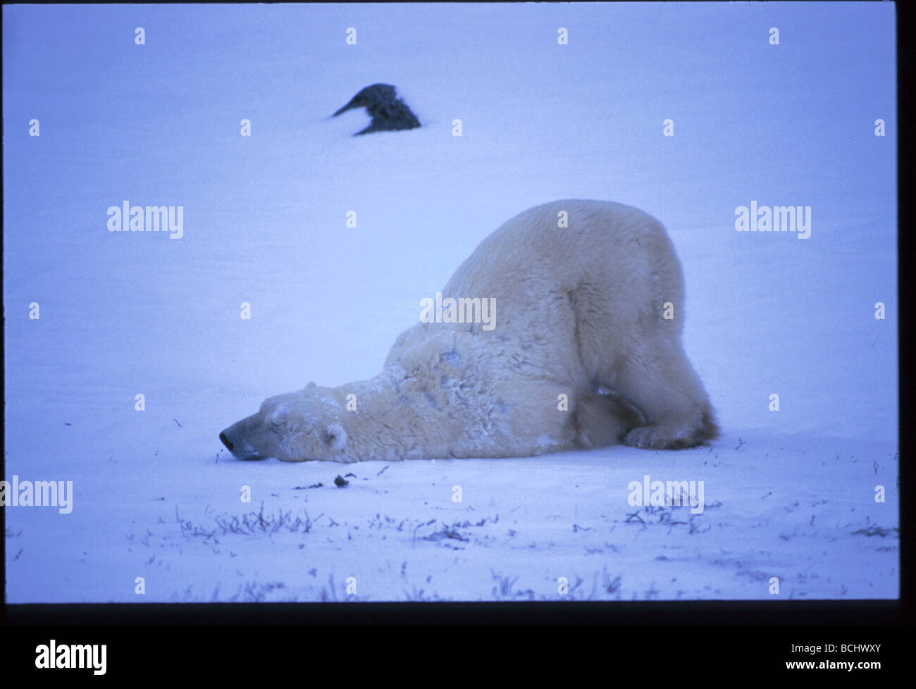 Polar Bear Pushing himself Cape Churchill Canada winter portrait Stock ...