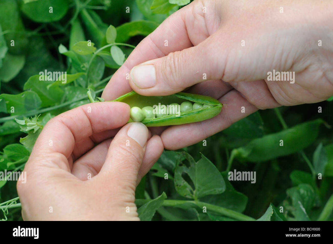 Picking fresh peas straight from the pod Stock Photo - Alamy