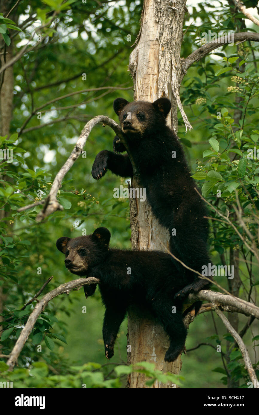 Black Bear Cubs hanging off tree branches Canada Border summer portrait ...