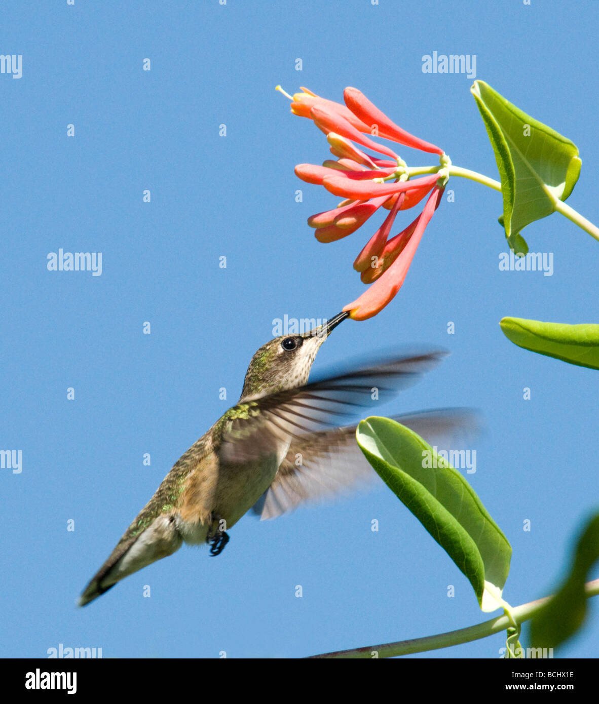 Hummingbird honeysuckle hi-res stock photography and images - Alamy