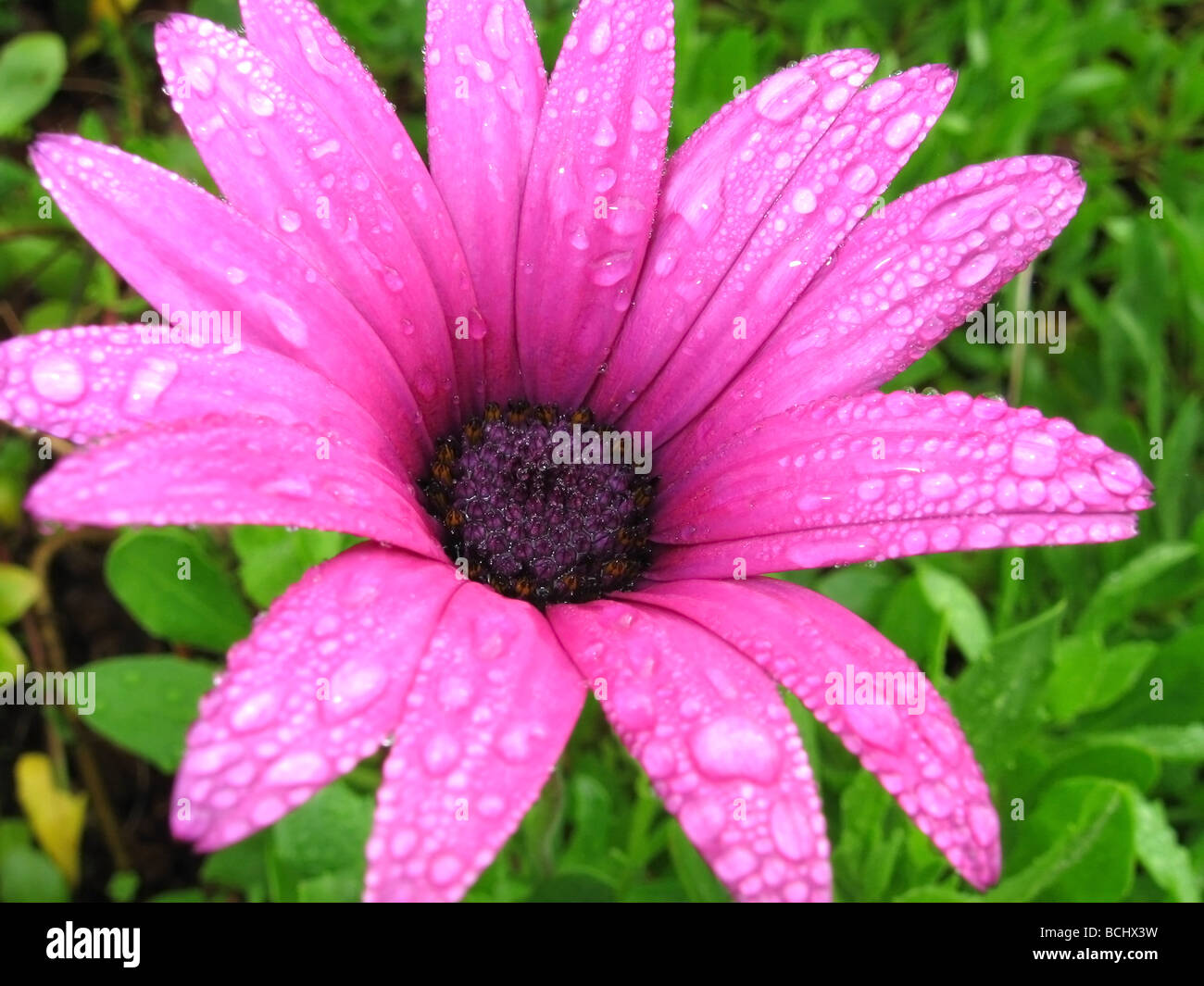 Environmental Pollution Flower High Resolution Stock Photography and ...