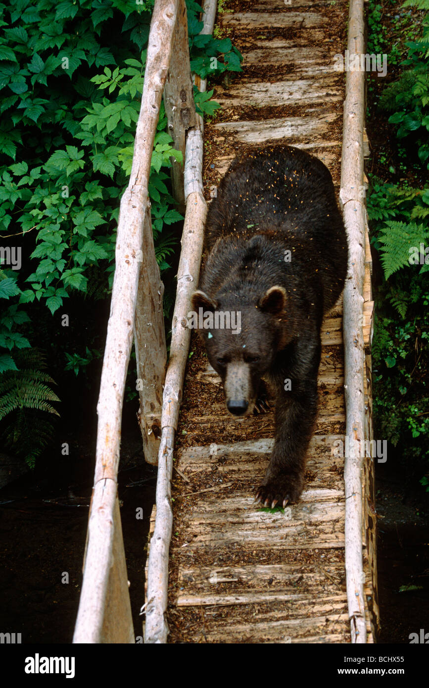 Black Bear Walking on Foot Bridge Over Anan Creek. Tongass National ...