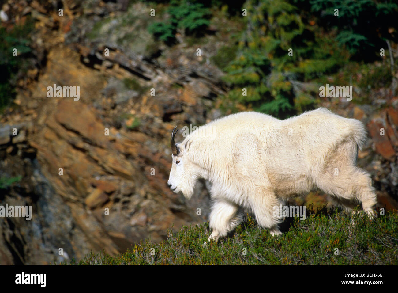 Mtn goat hi-res stock photography and images - Alamy