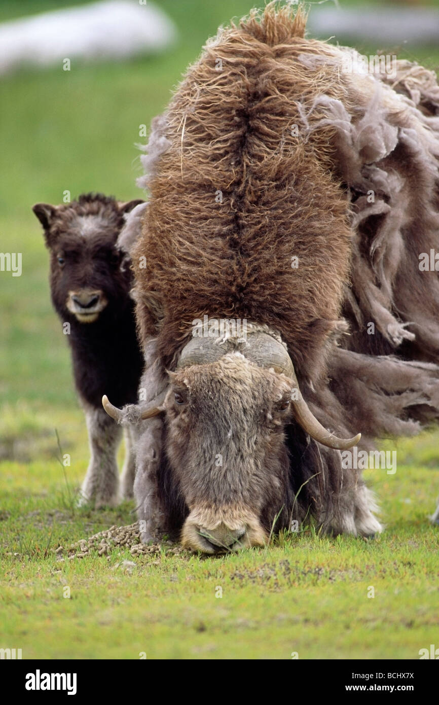 Musx Ox cow & calf standing together in early spring Alaska Wildlife ...