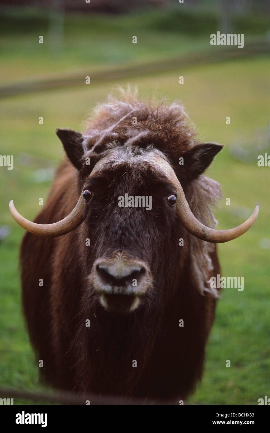 CAPTIVE Portrait of an adult Musk Ox at the Alaska Wildlife Conservation Center during Summer in ...