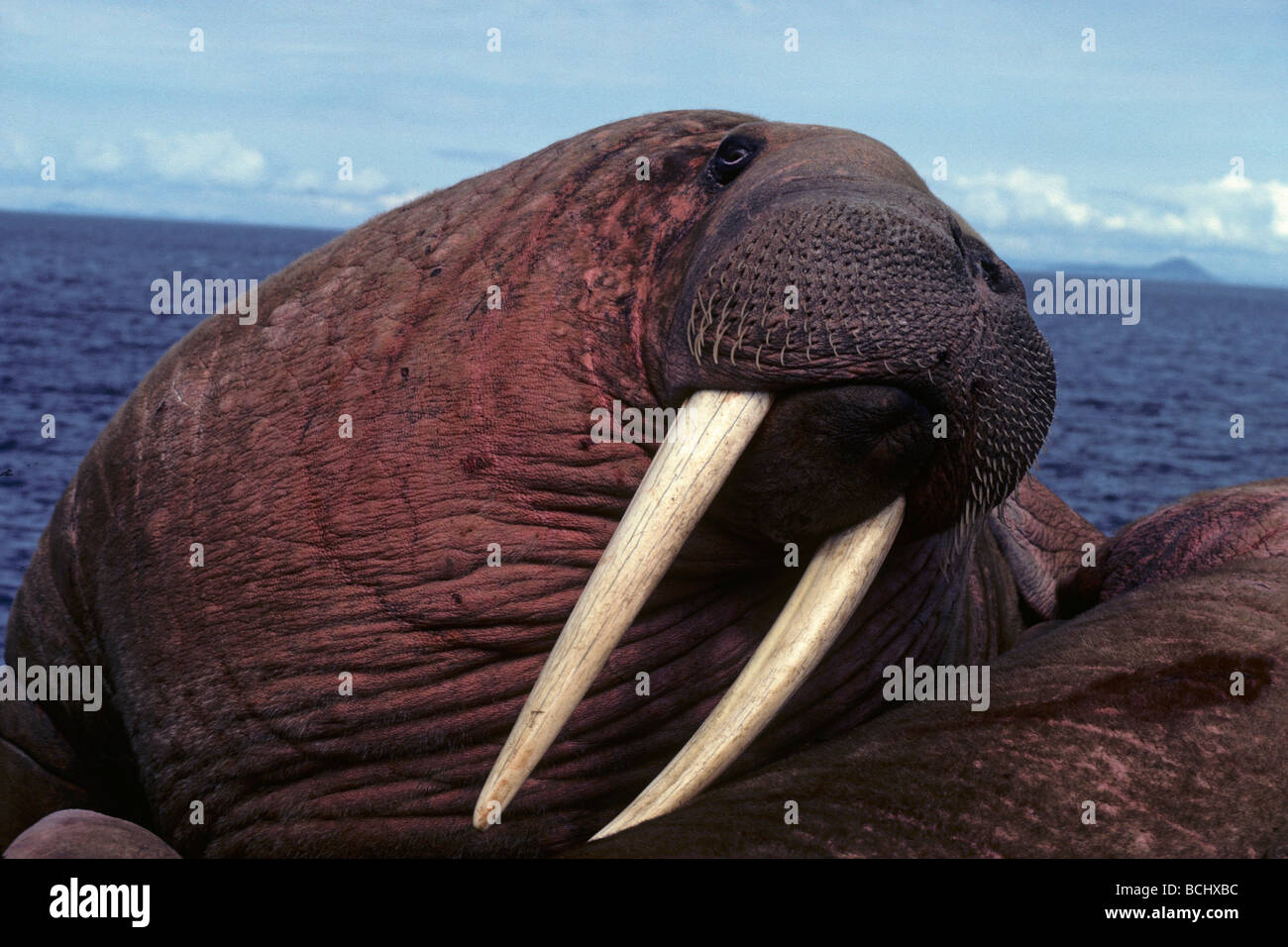 Close up of Adult Walrus on Haulout Round Is Alaska WE Summer State ...