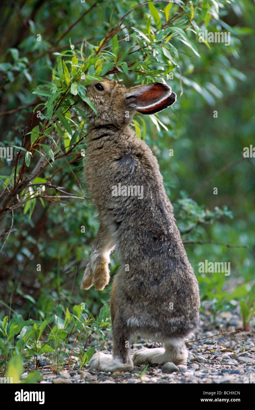 Snowshoe hare summer hi-res stock photography and images - Alamy