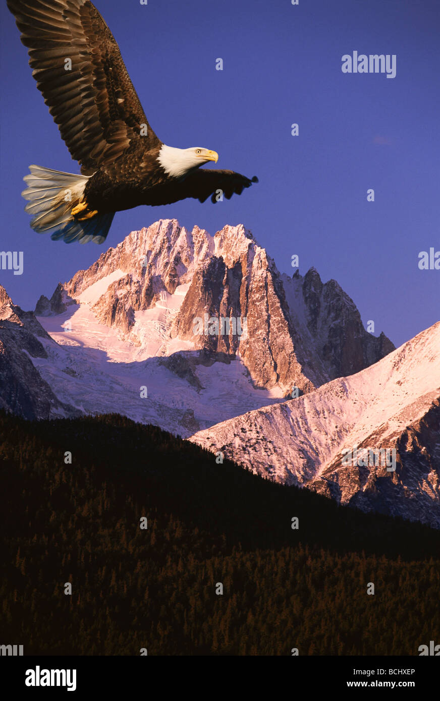 Bald eagle flying above mountains hi-res stock photography and images ...