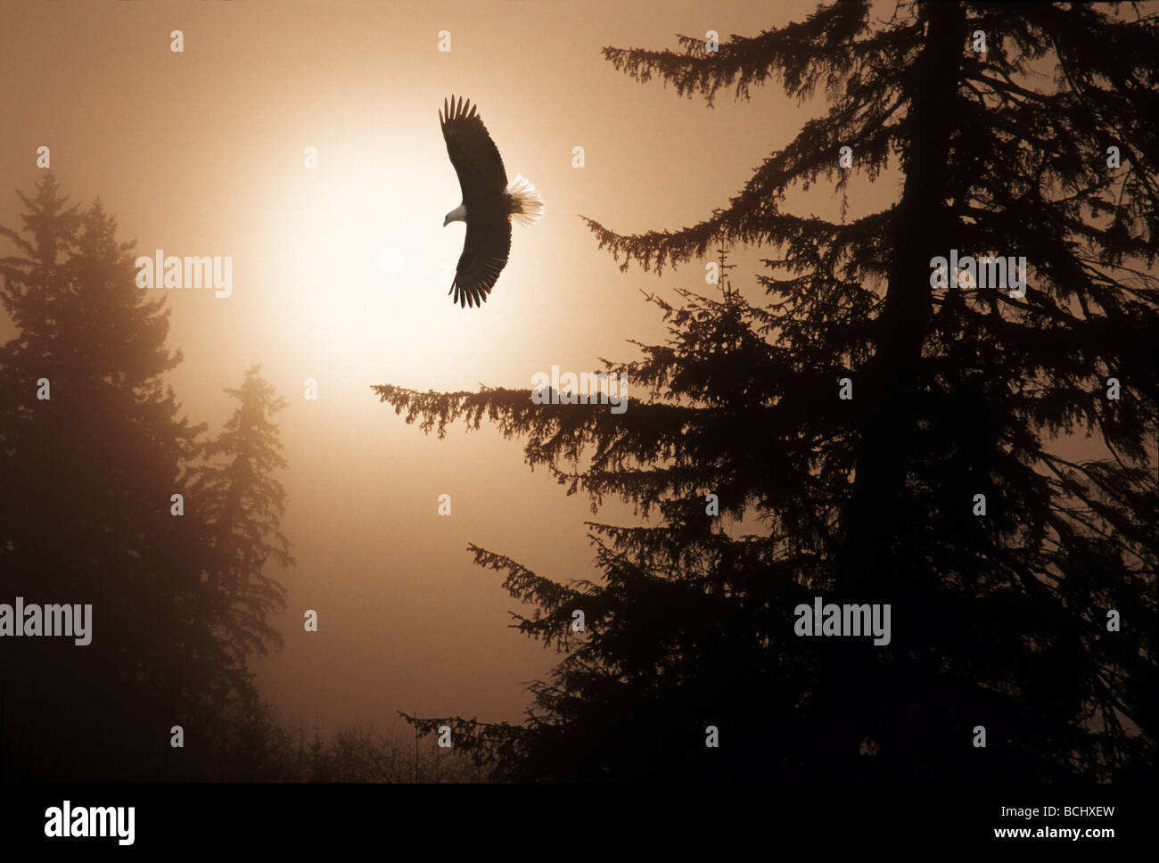Bald eagle flying from tree hi-res stock photography and images - Alamy