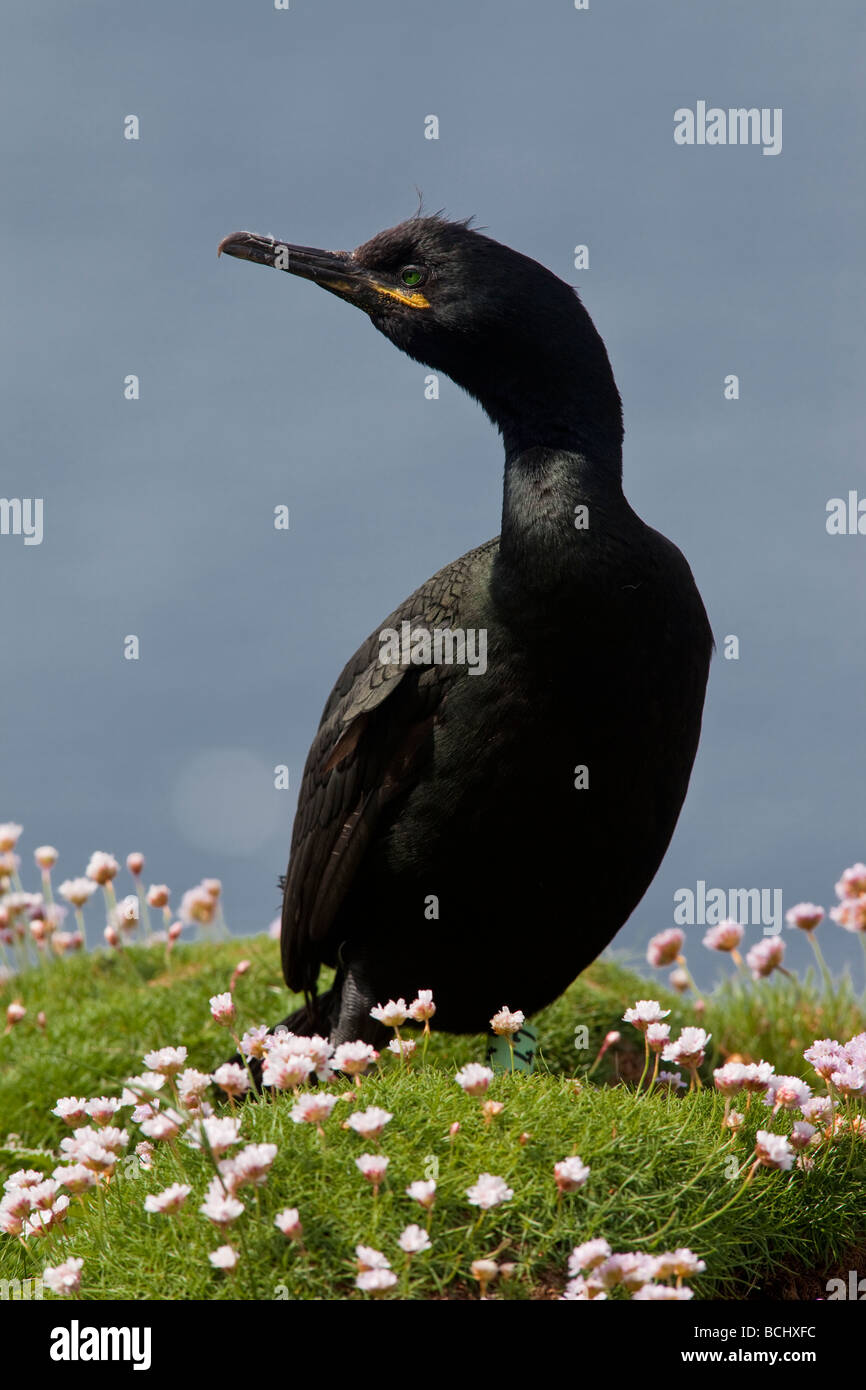 Shag Treshnish Isles Mull Scotland Stock Photo - Alamy