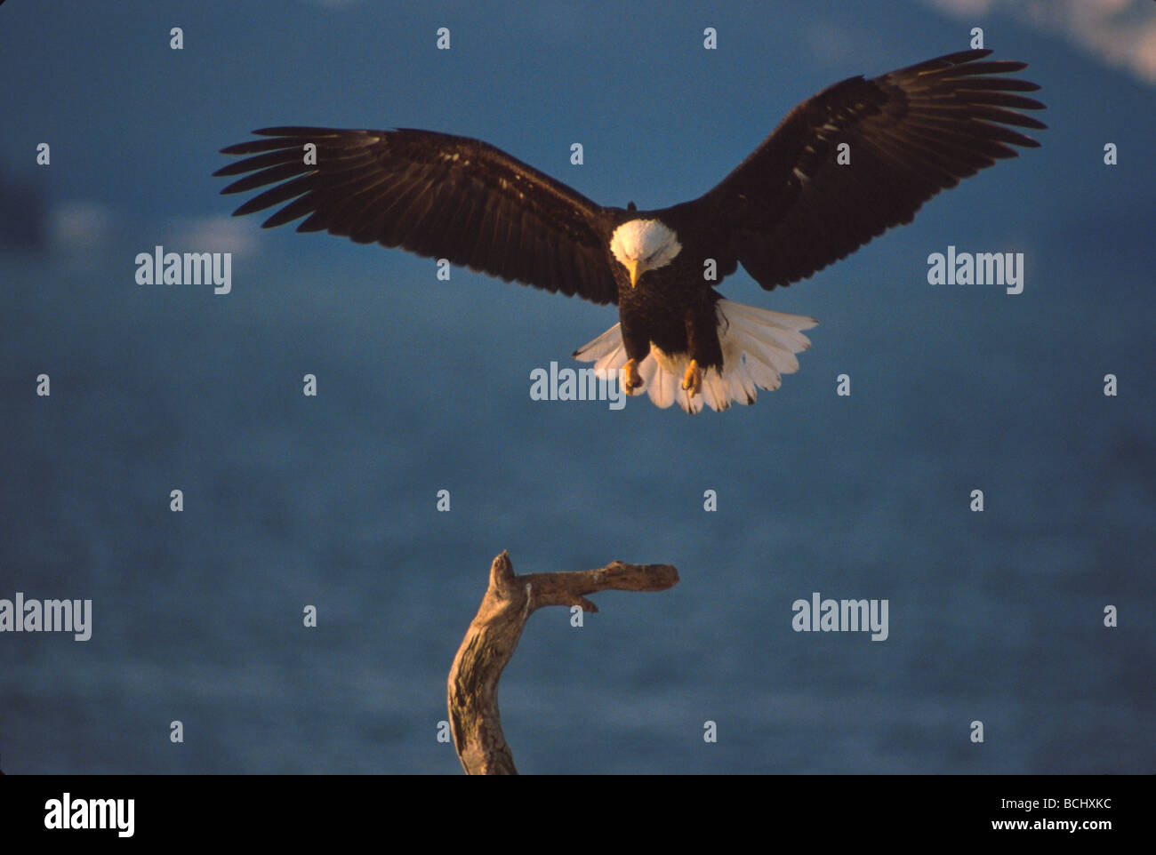 Bald eagle landing on branch hi-res stock photography and images - Alamy