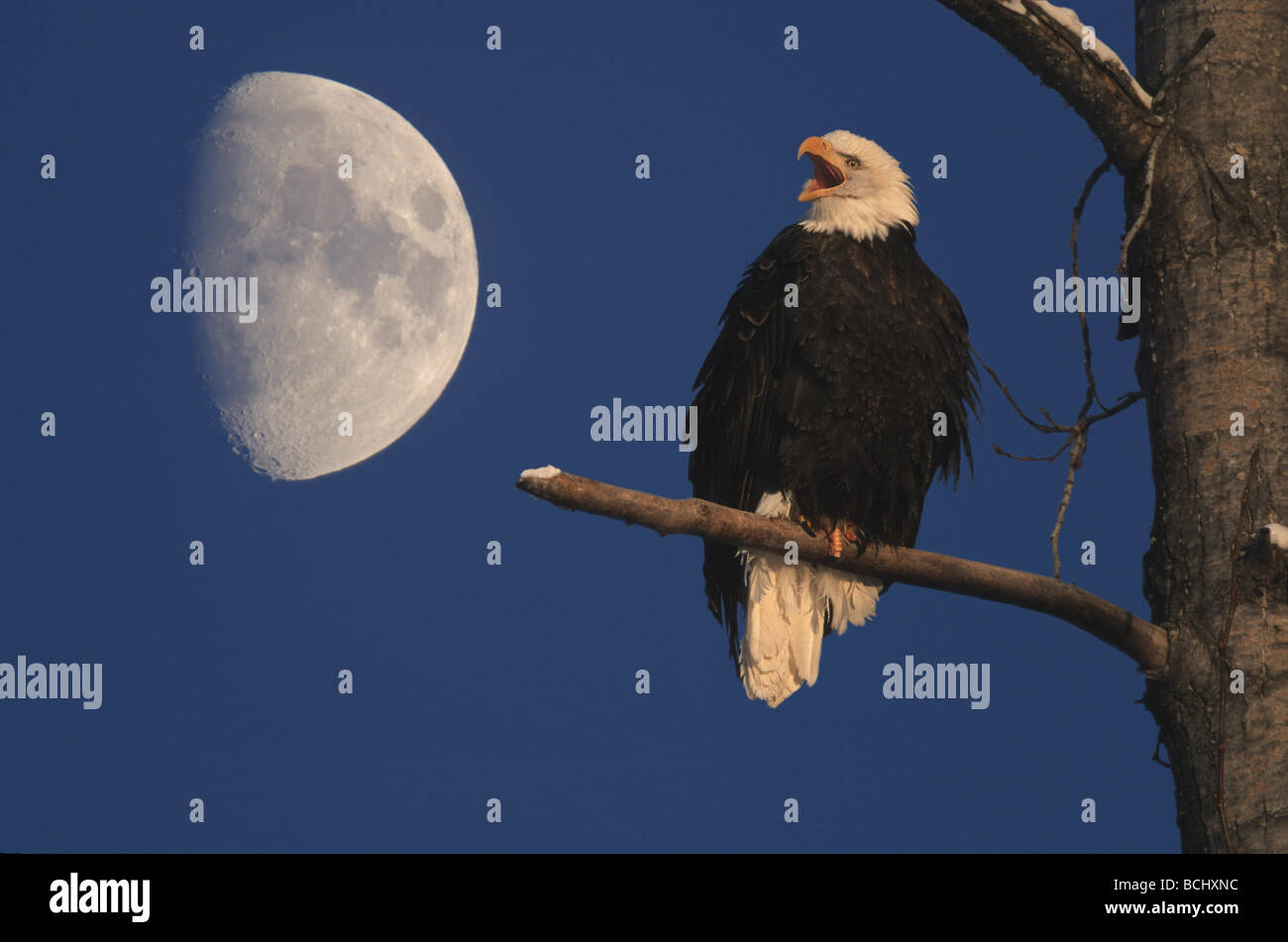 Bald eagle on branch with moon hi-res stock photography and images - Alamy