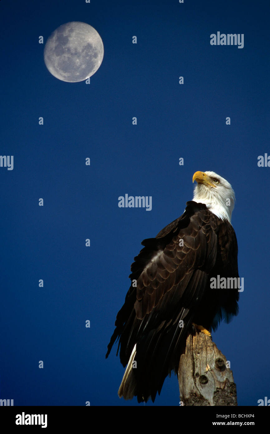 Bald Eagle Perched Full Moon Portrait Stock Photo - Alamy