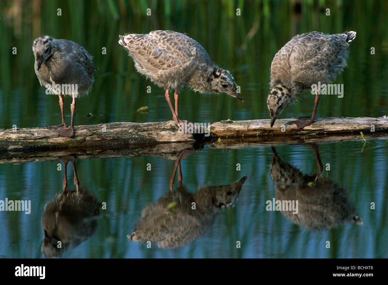 Adolescent Gull Chicks on Log Potter Marsh SC AK Summer Wildlife Refuge ...