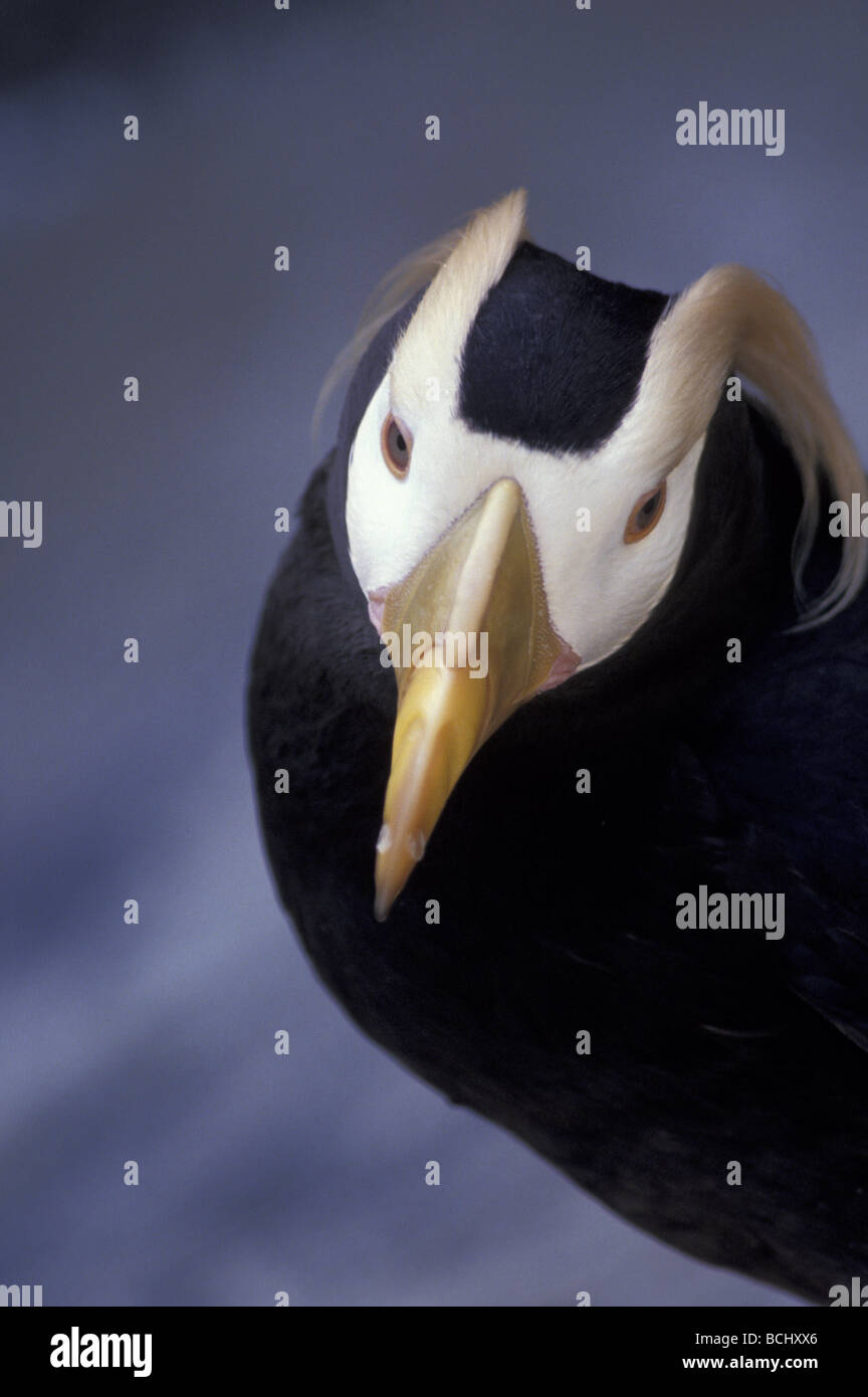 Tufted Puffin Portrait Alaska Stock Photo - Alamy