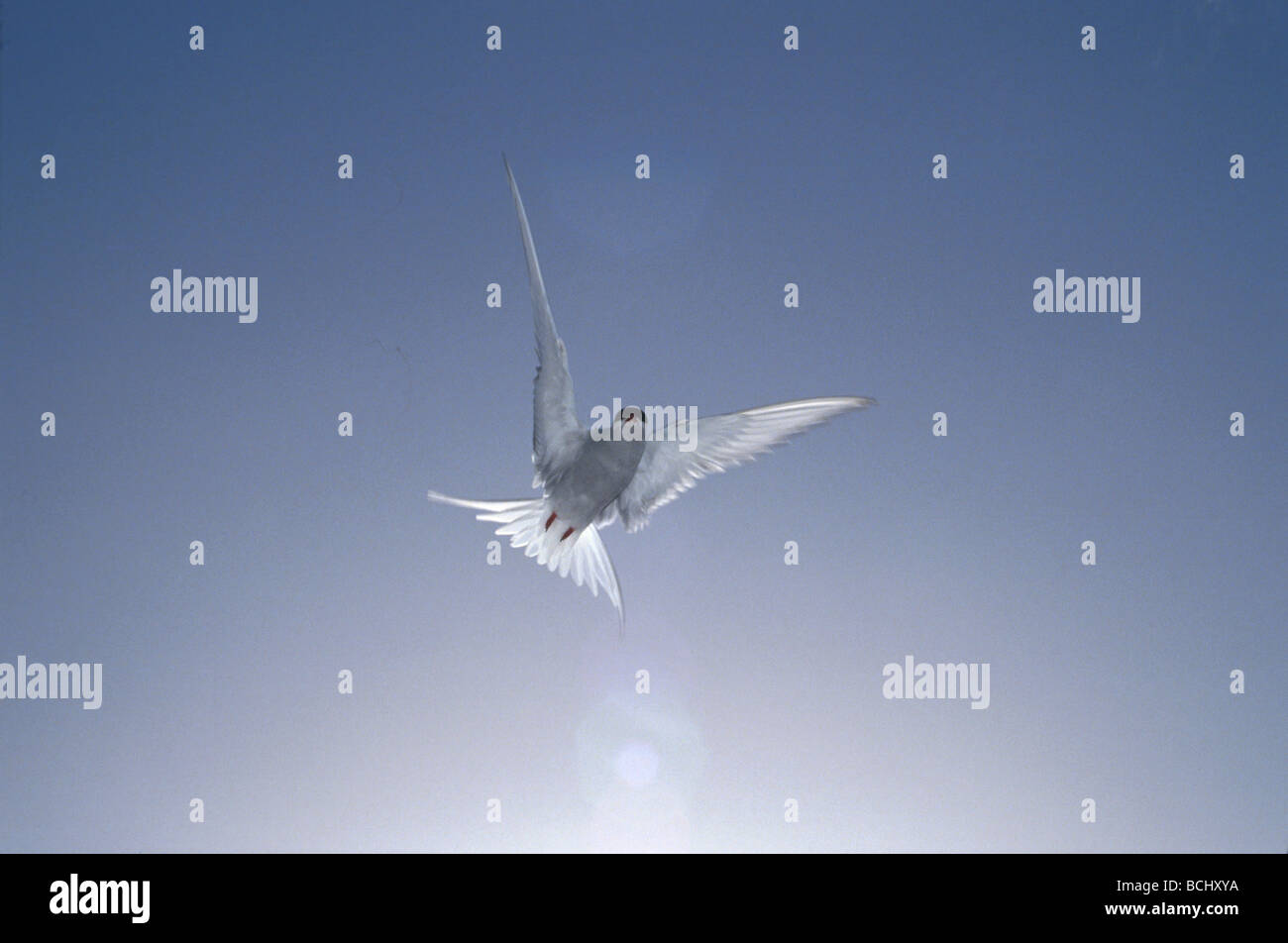 Arctic Tern in flight blue sky Alaska Stock Photo - Alamy