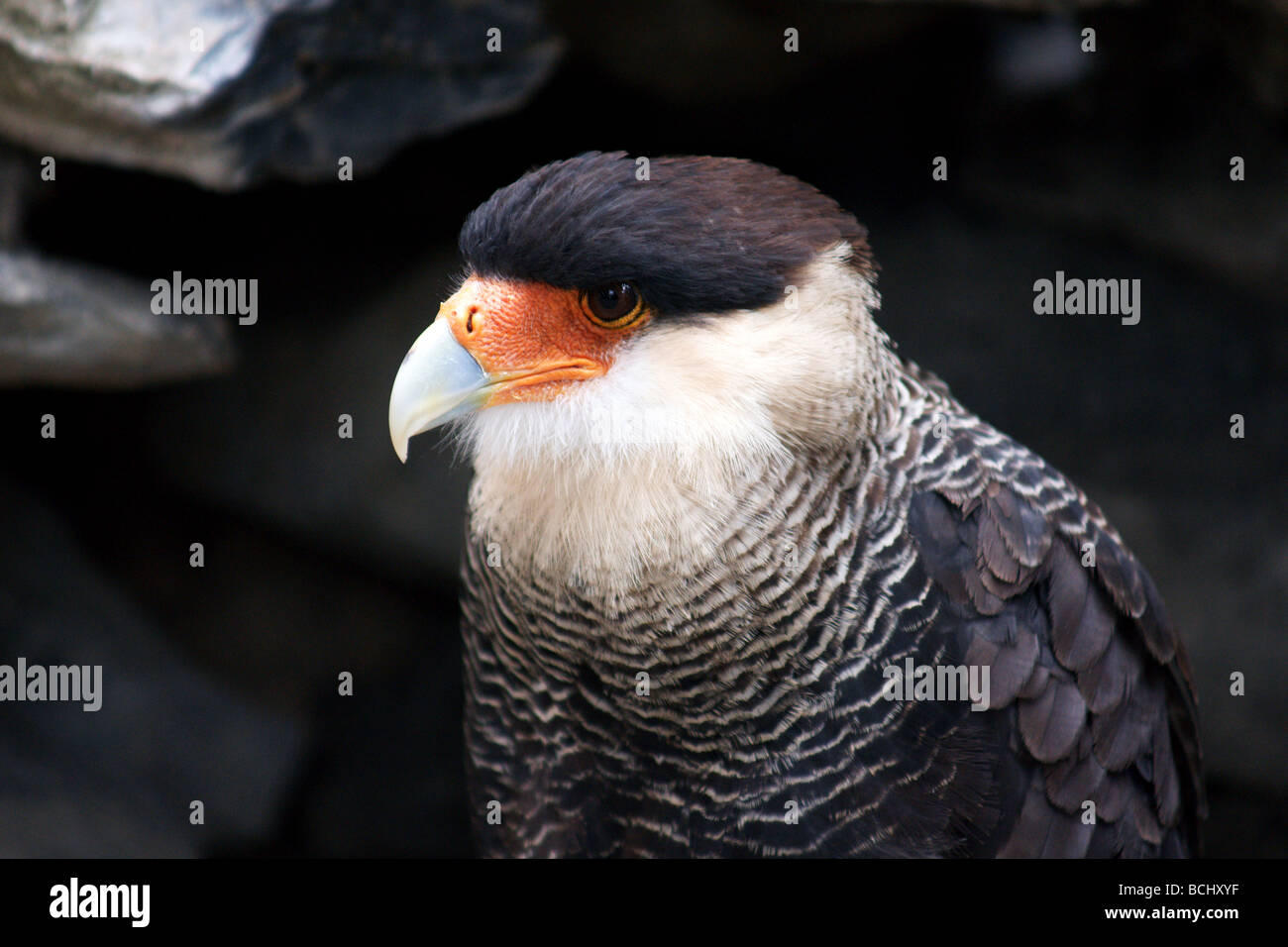 Evolution of bird beaks hi-res stock photography and images - Alamy