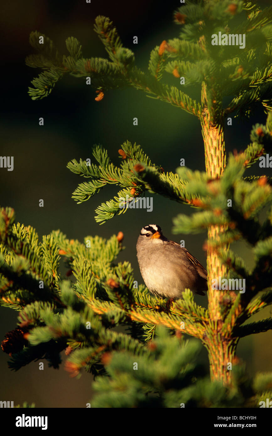 Summer scenic of white crowned sparrow perched in spruce tree Chugach ...