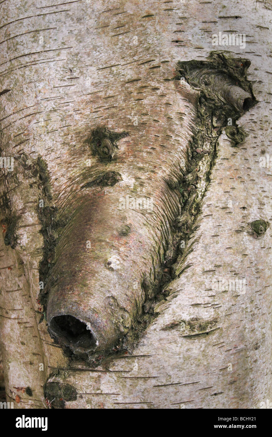 Silver Birch bark and branch scar Stock Photo - Alamy