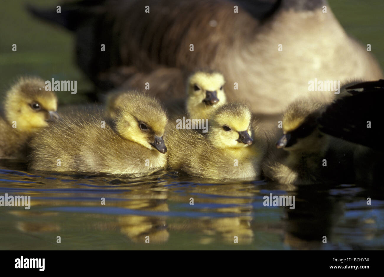 Lesser Canada Goose Goslings Cheney Lake SC AK Stock Photo - Alamy