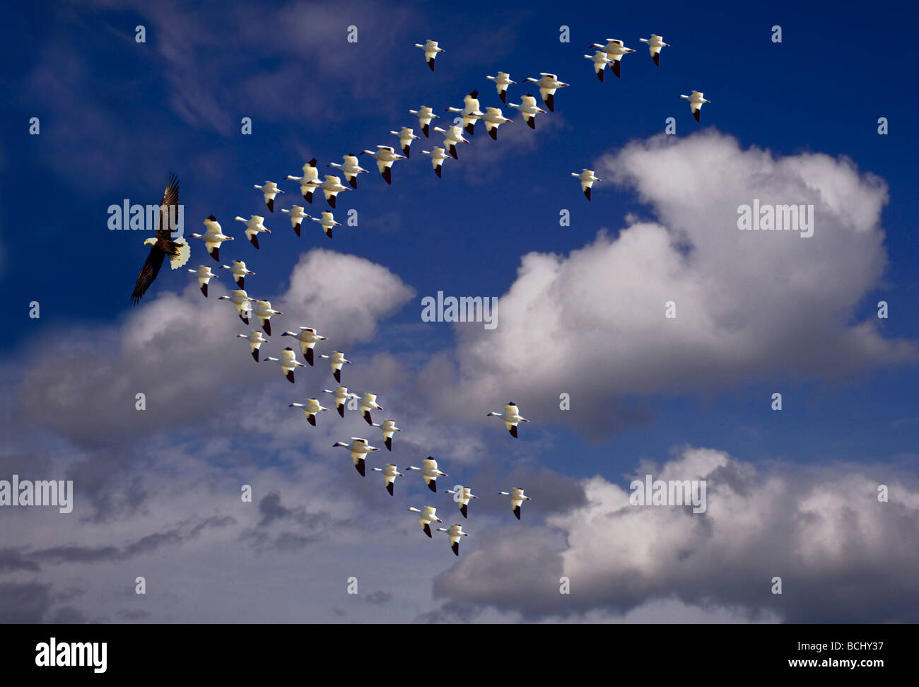 Snow geese in formation behind eagle digital composite Stock Photo - Alamy