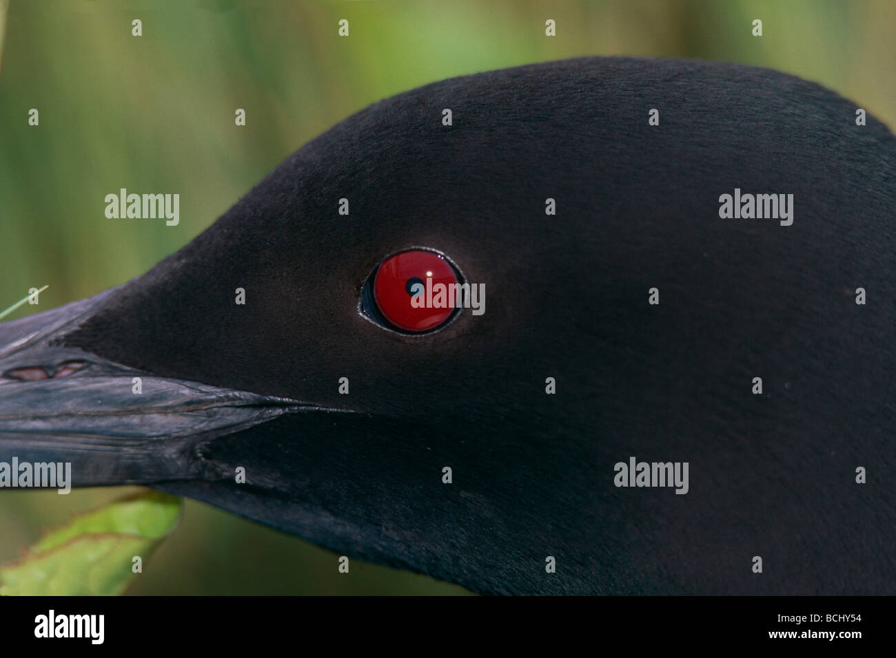 Summer closeup of female common loon face Stock Photo - Alamy