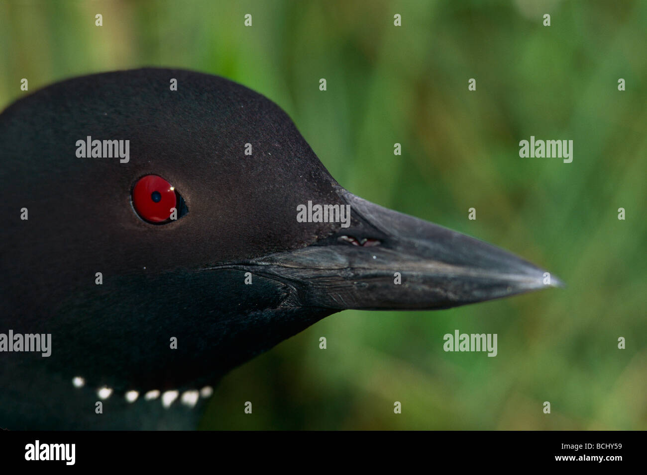 Summer closeup of female common loon face Stock Photo - Alamy
