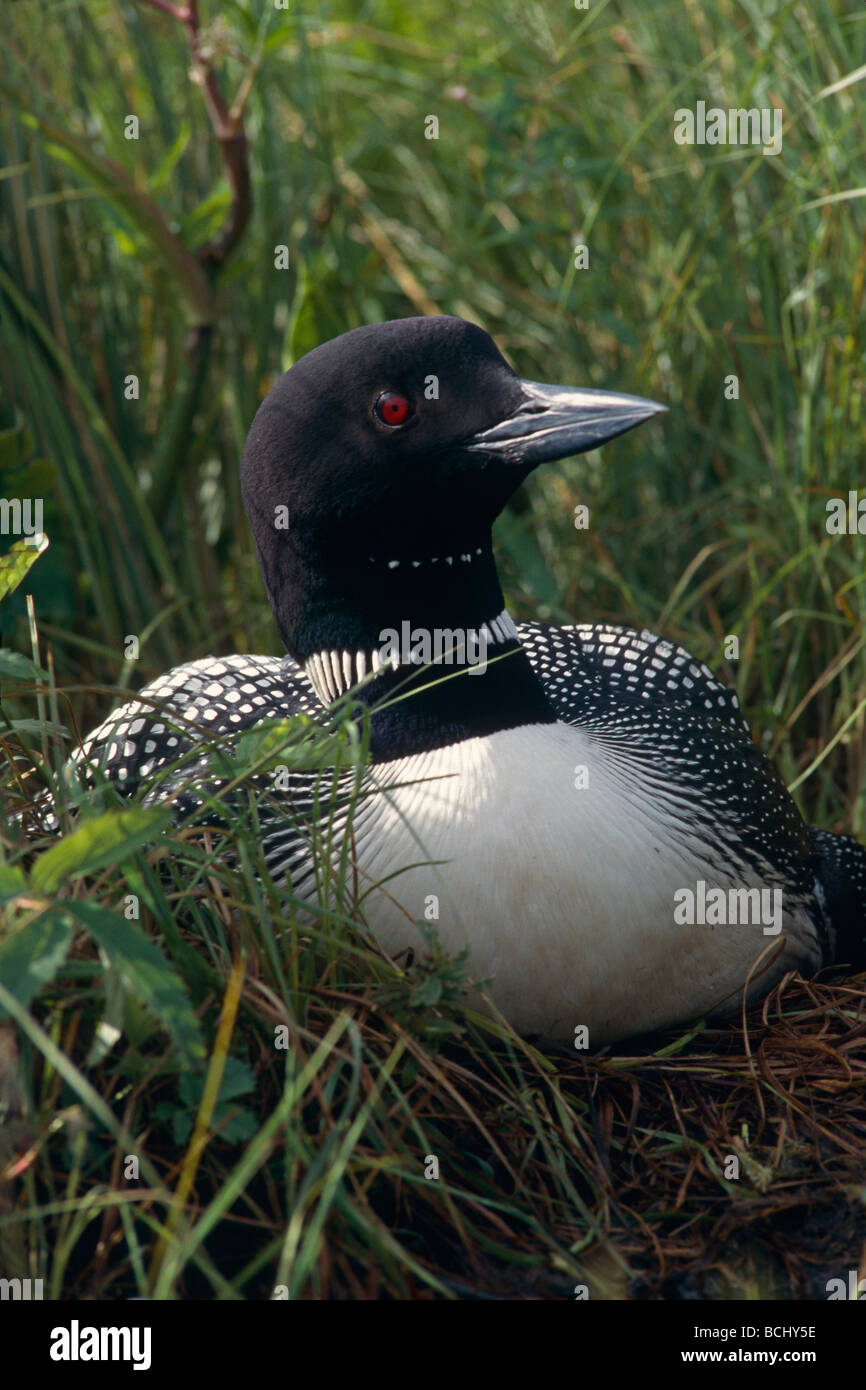 Summer closeup of Common Loon nesting Stock Photo - Alamy
