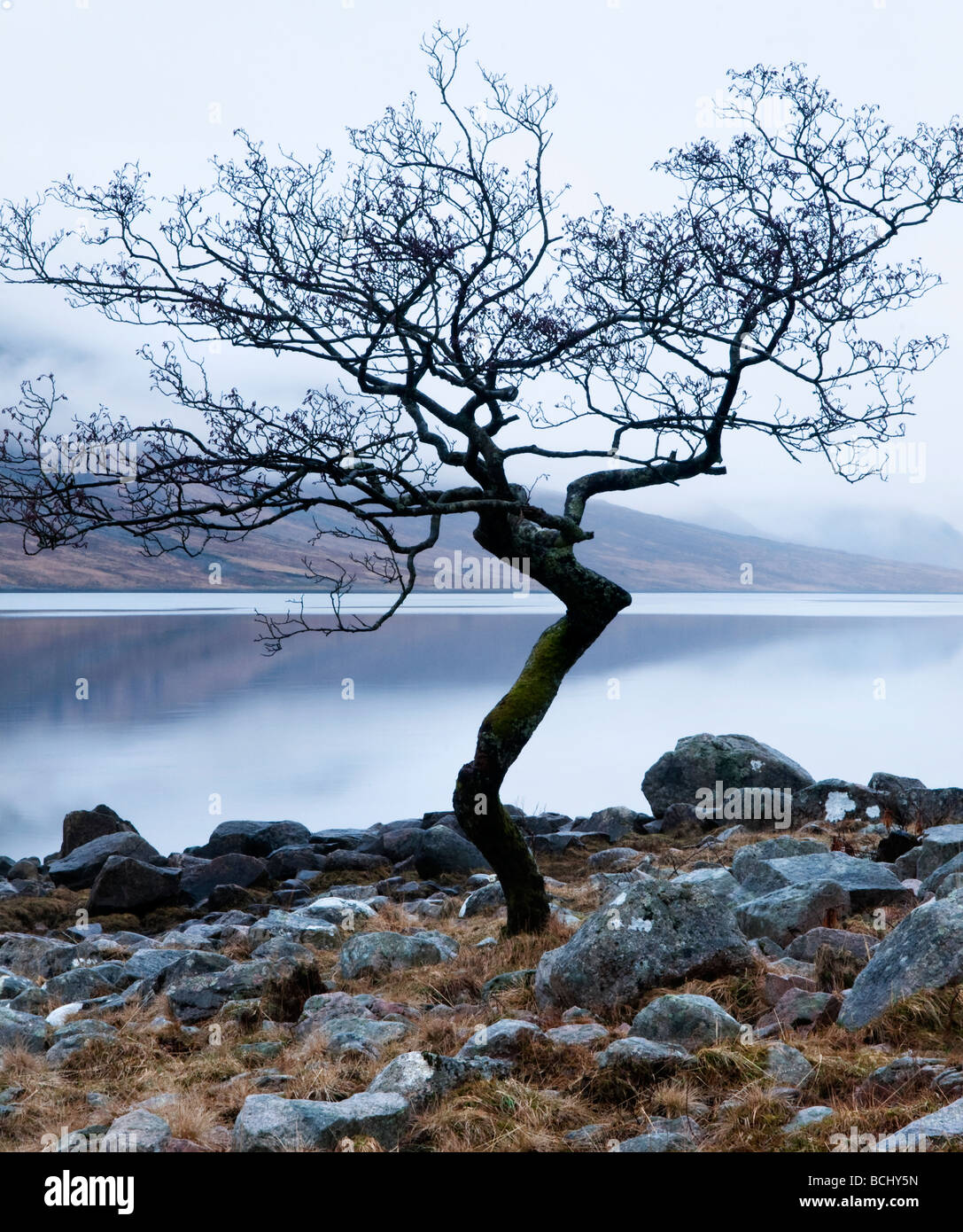 Solitary tree on the shore of Loch Etive, Highlands, Scotland, UK Stock ...