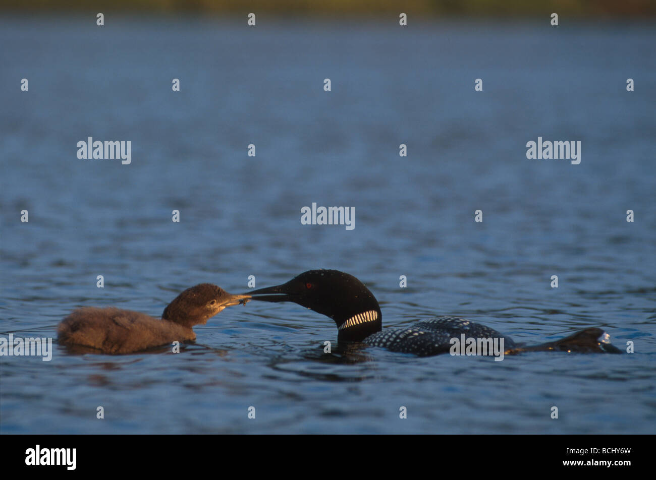 Common Loon Feeds Chick on Beach Lake SC AK Stock Photo - Alamy