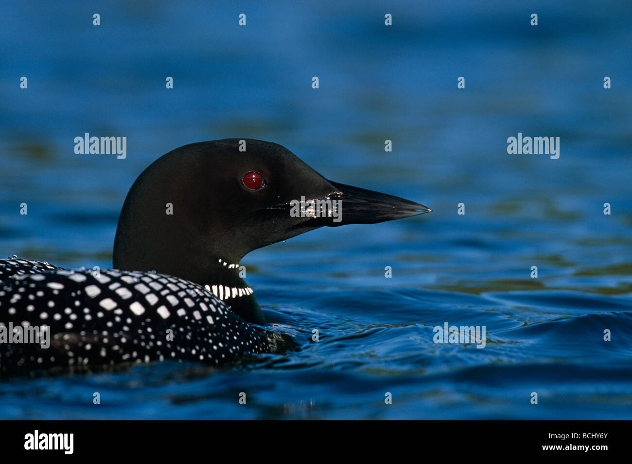 Portrait of Common Loon on Lake KP Alaska Summer Stock Photo - Alamy
