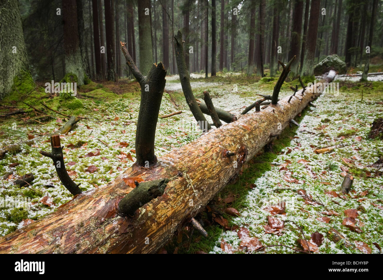 Fallen tree in winter forest, Franconia, Bavaria, Germany Stock Photo ...