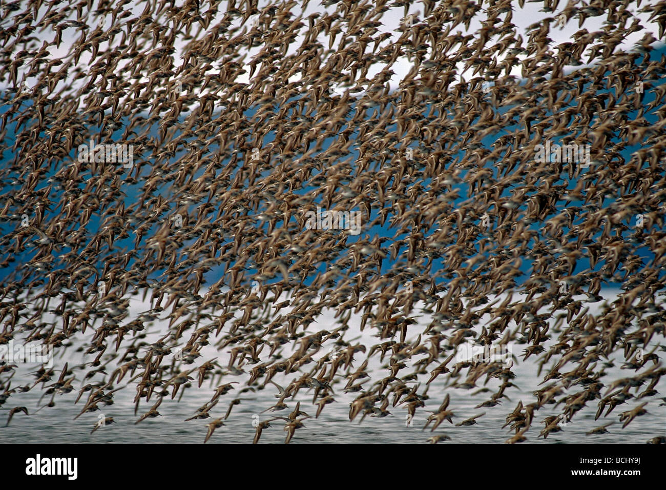 Western Sandpipers Flying Copper River Delta SC AK Shorebirds Stock ...