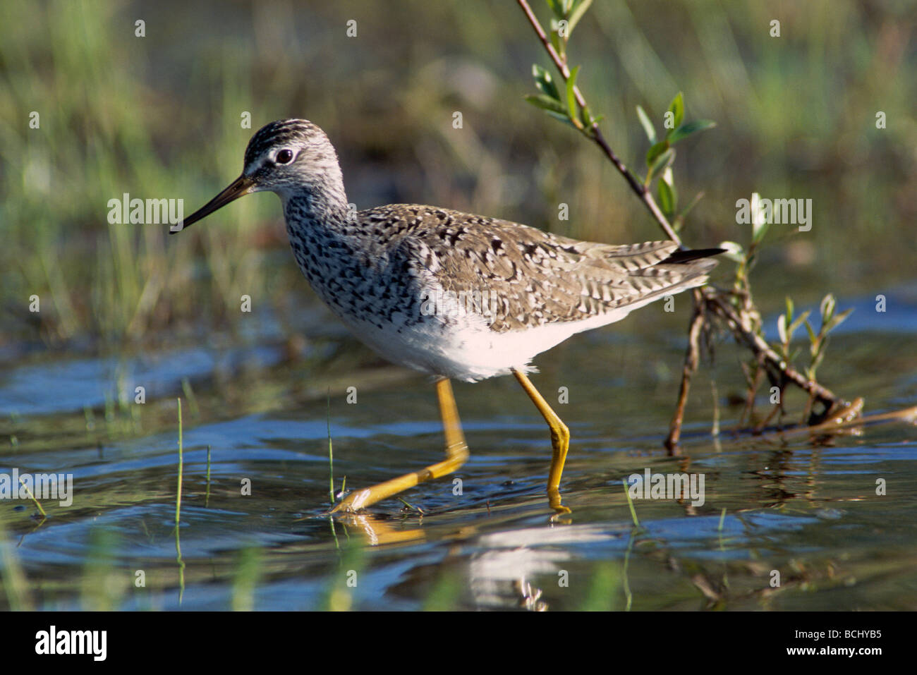 Lesser Yellow-legs Wading in Marsh SC Alaska Summer Stock Photo - Alamy