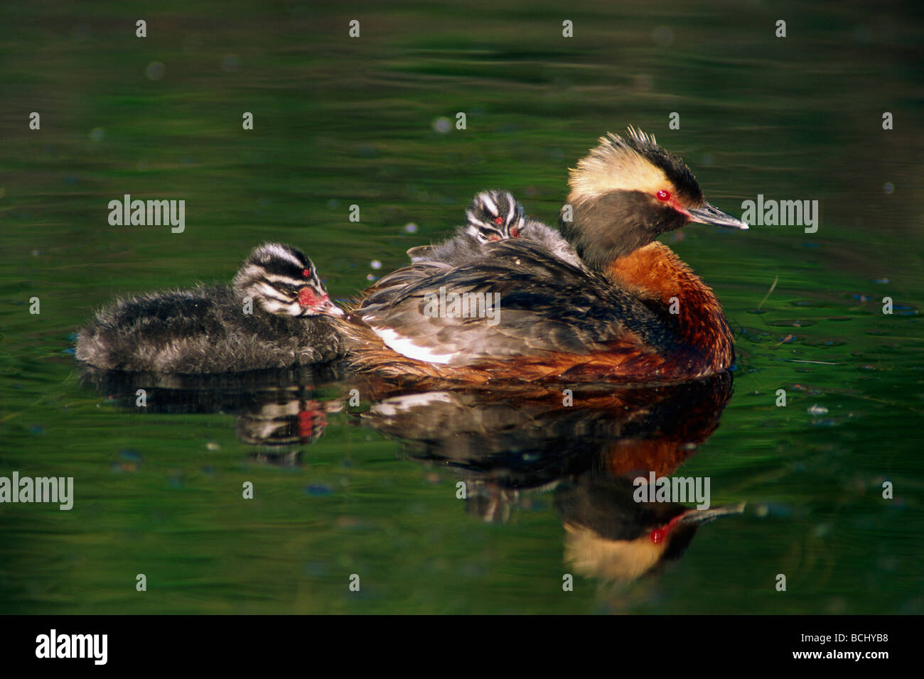 Horned grebe young hi-res stock photography and images - Alamy
