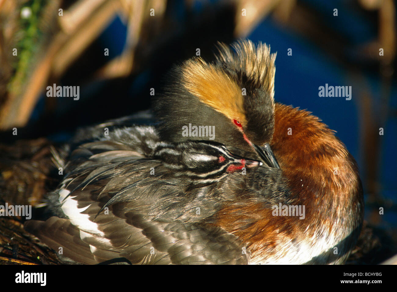 Horned grebe young hi-res stock photography and images - Alamy