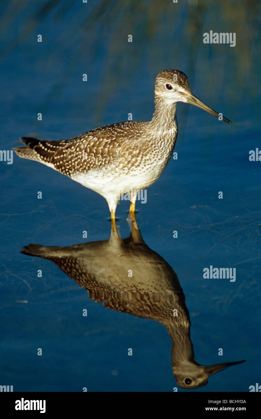Greater Yellow-Legs Standing in Shallows SC AK Summer Stock Photo - Alamy