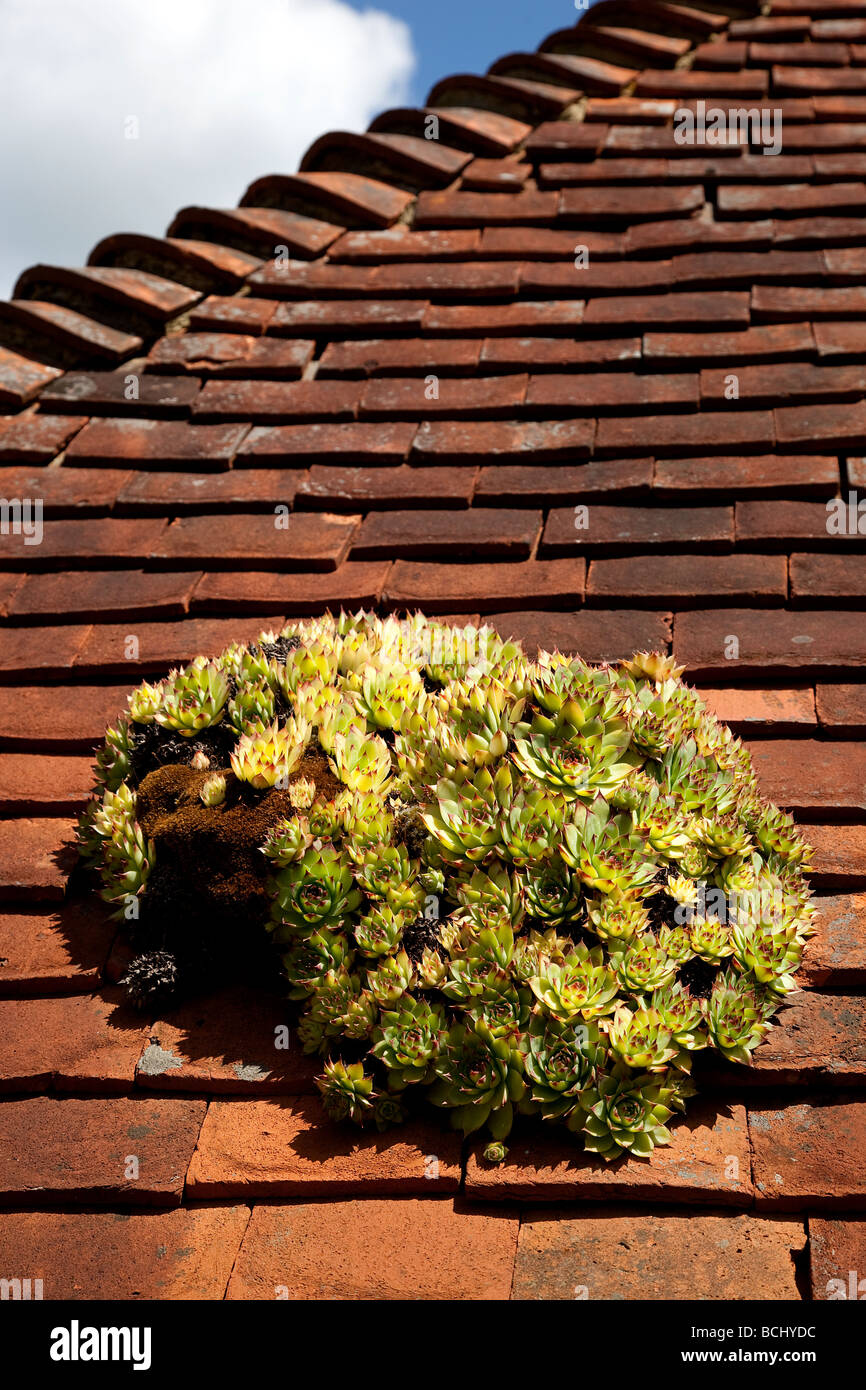 Succulent plants growing on a barn roof Stock Photo - Alamy