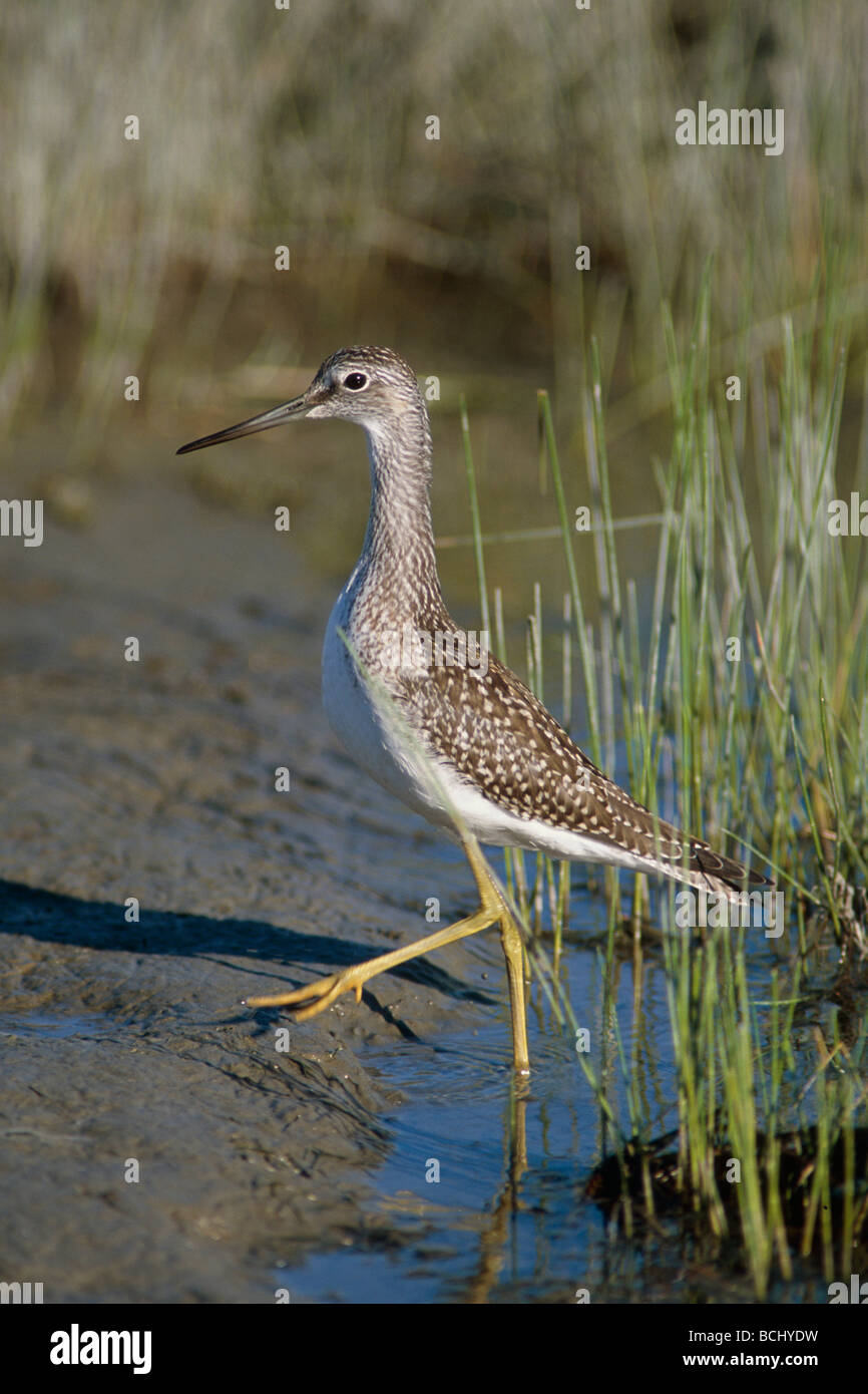 Greater Yellow-Legs Walking Along Shoreline of Pond AK SC Summer Stock ...