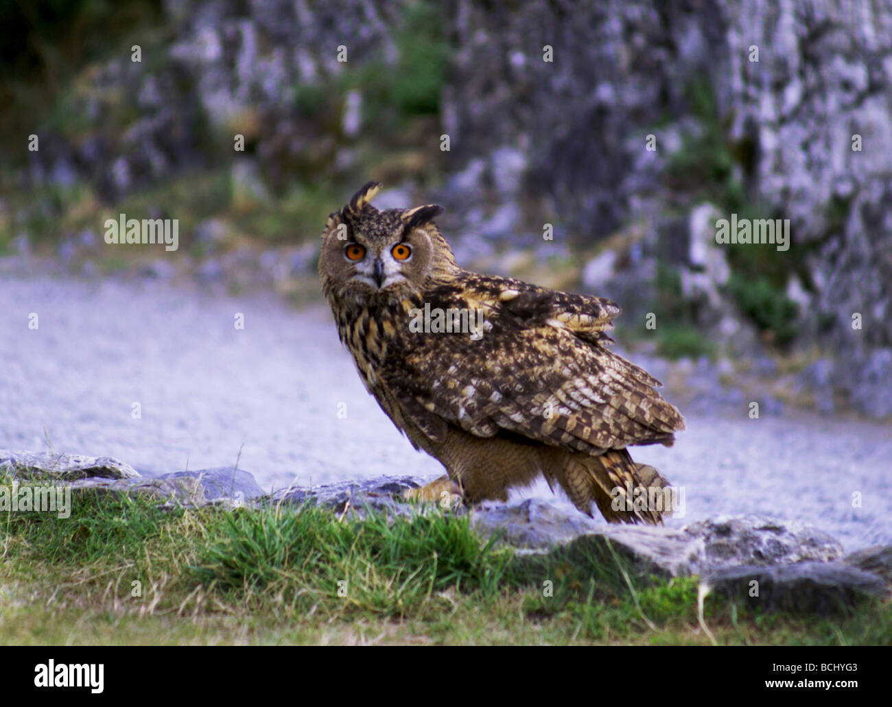 Reintroduced birds of britain hi-res stock photography and images - Alamy