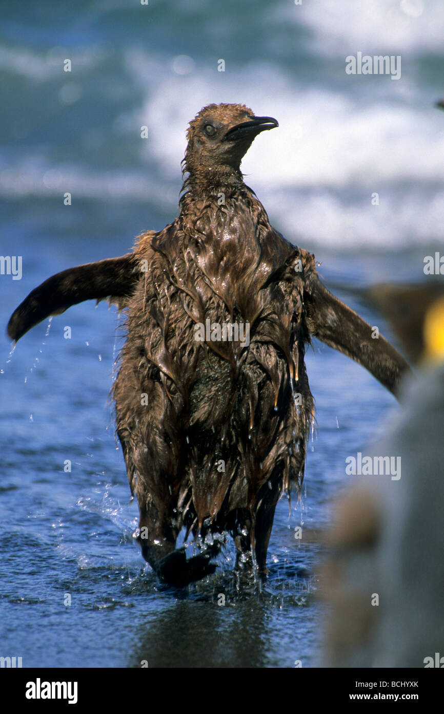 Dripping Wet *Oakum Boy* Juvenile King Penguin South Georgia Is Gold ...