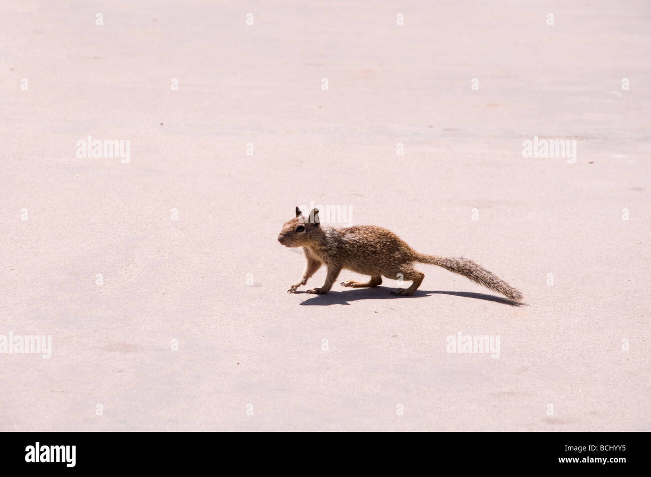 Scared squirrel hi-res stock photography and images - Alamy
