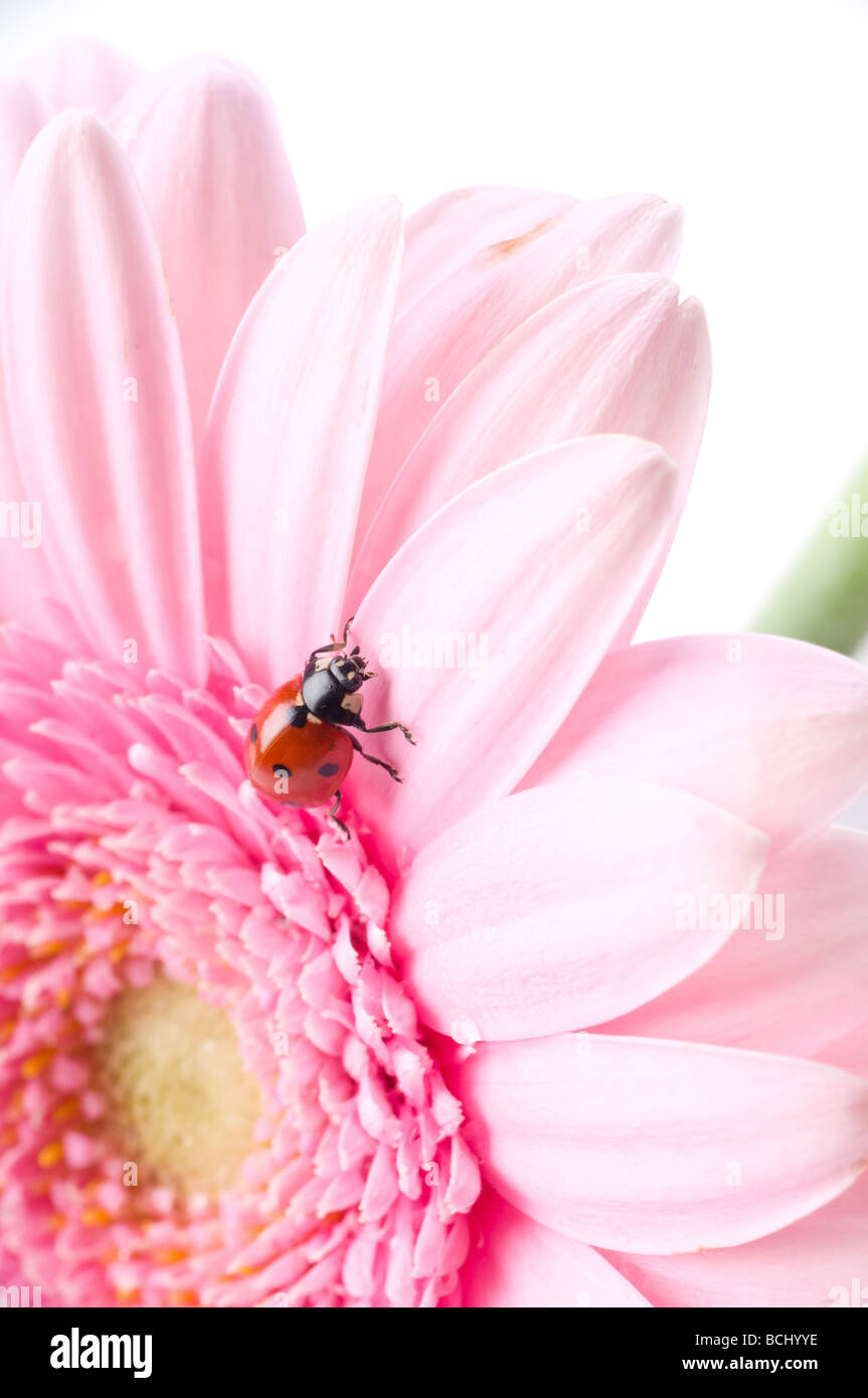 small red Ladybird on flower Stock Photo - Alamy